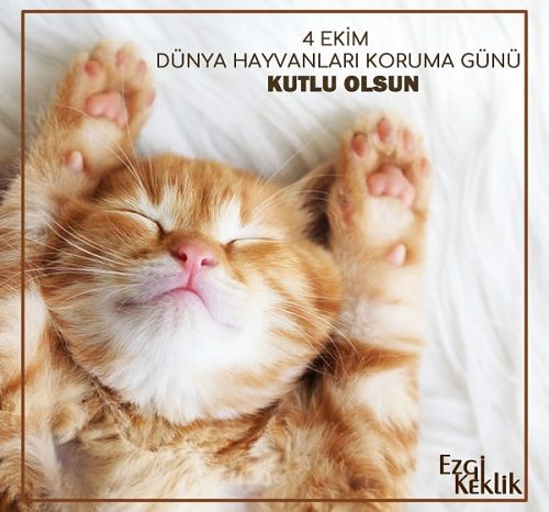 Galeri – Ezgi Keklik